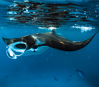 5 Amazing Facts about Mantas and Devil Rays you need to know