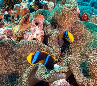 Diving Kimbe Bay and Fathers Reefs in PNG on MV Oceania liveaboard