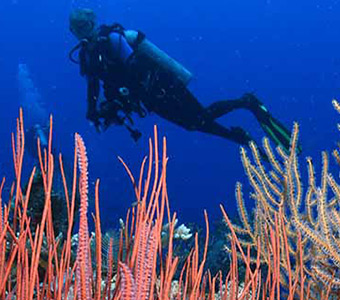 Diving Tulagi, Solomon Islands - for lovers of WWII wrecks and coral reefs