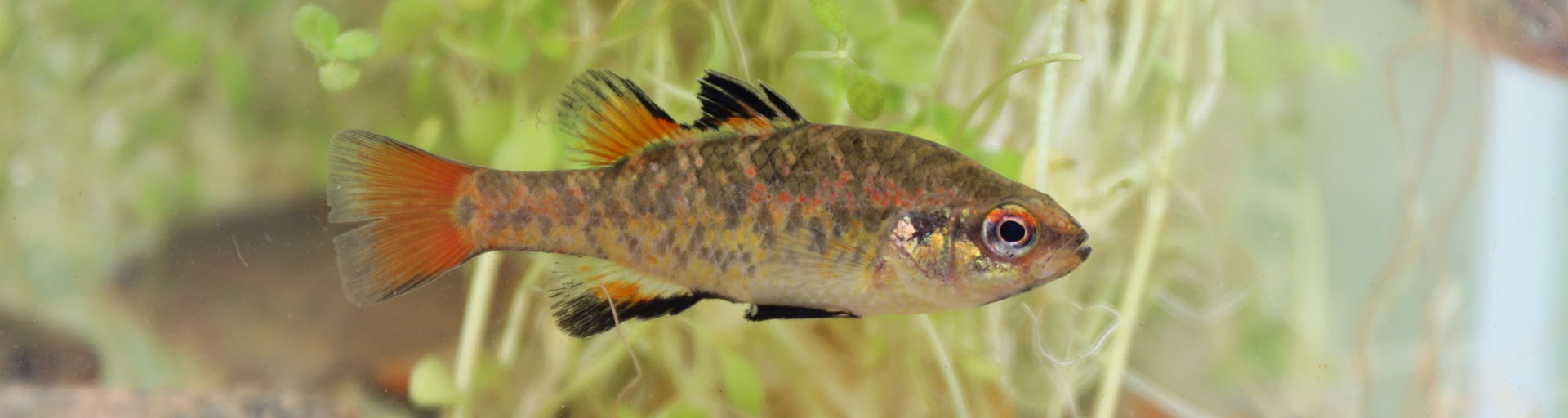 Breeding program aims to save endangered Southern Pygmy Perch