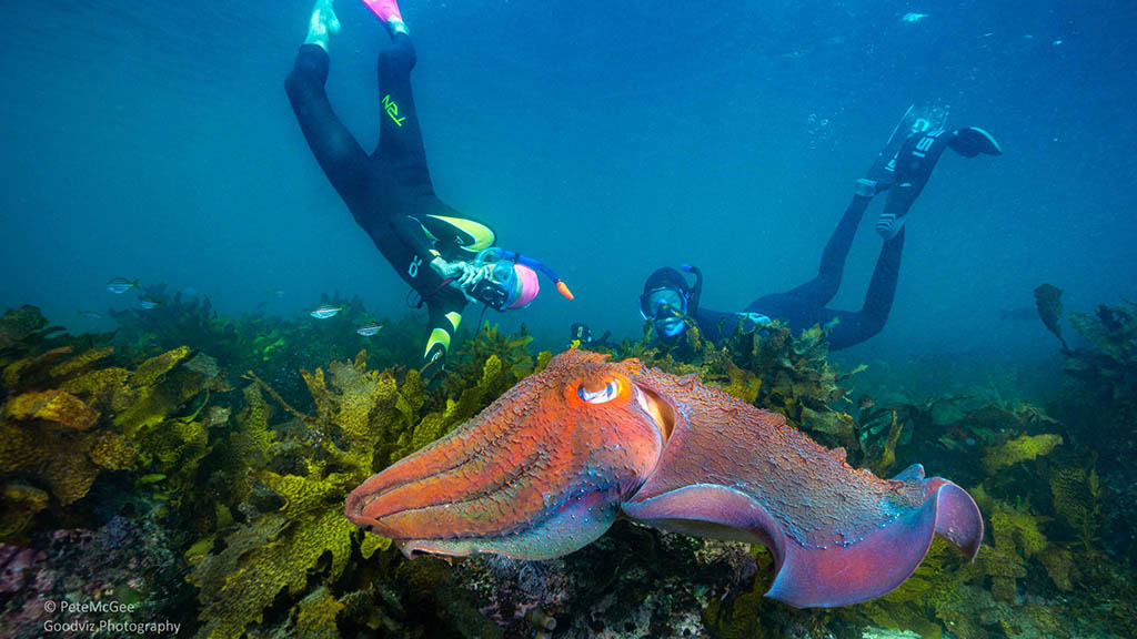 Cabbage Tree Bay celebrates 20 years as a marine reserve