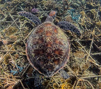 The Reef Cooperative: science & tourism join forces to save the Great ...