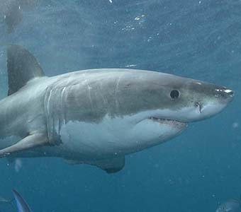 How to photograph great white sharks by photographer Nigel Marsh