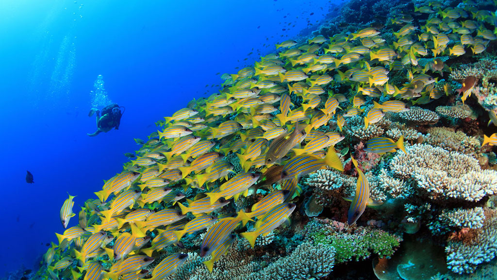 9 best dives in the Maldives | Maldives best 9 dive sites