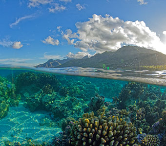 5 Best Dives in French Polynesia | Best Dives in Tahiti