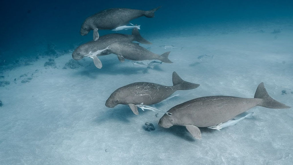 Where to see dugongs in Vanuatu | Dive with dugongs in Vanuatu