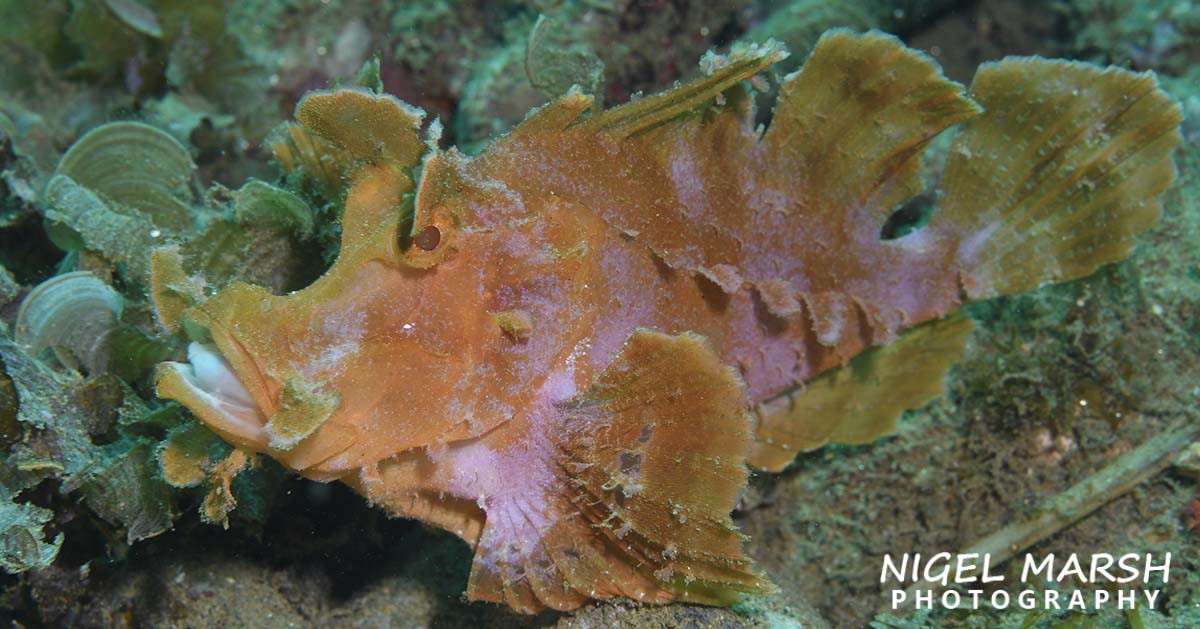 Ambon: Nigel Marsh dives Asia's best muck diving destinations