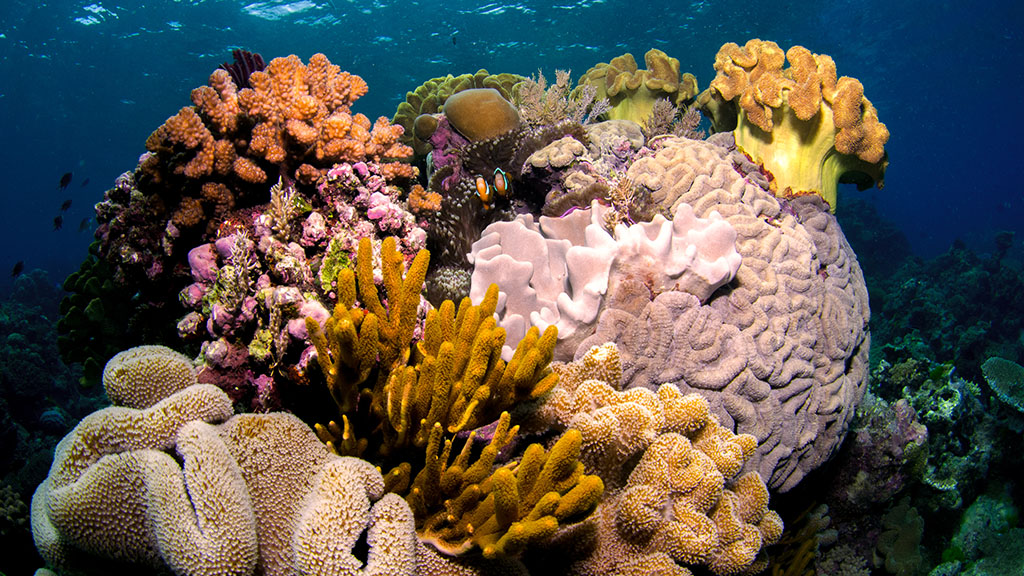 A summary of reef reports & photos taken within days of TC Jasper