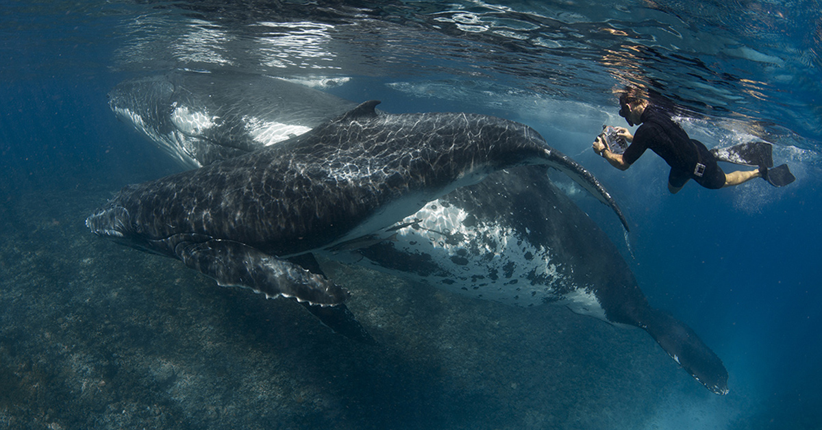 Swimming with Gentle Giants – Swim with Humpback Whales in Tonga