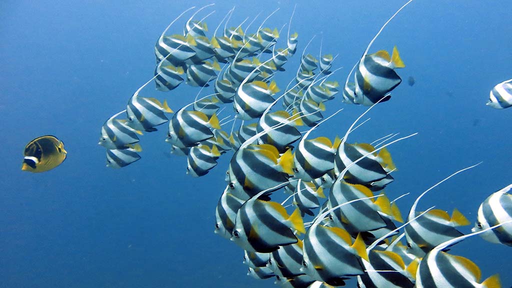 Sodwana Bay diving with Coral Divers | Dive Sodwana Bay
